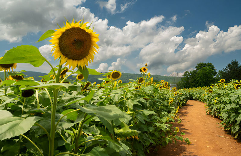 NJDEP Pesticide Licensing Guide | NJPMA Step-by-Step Help